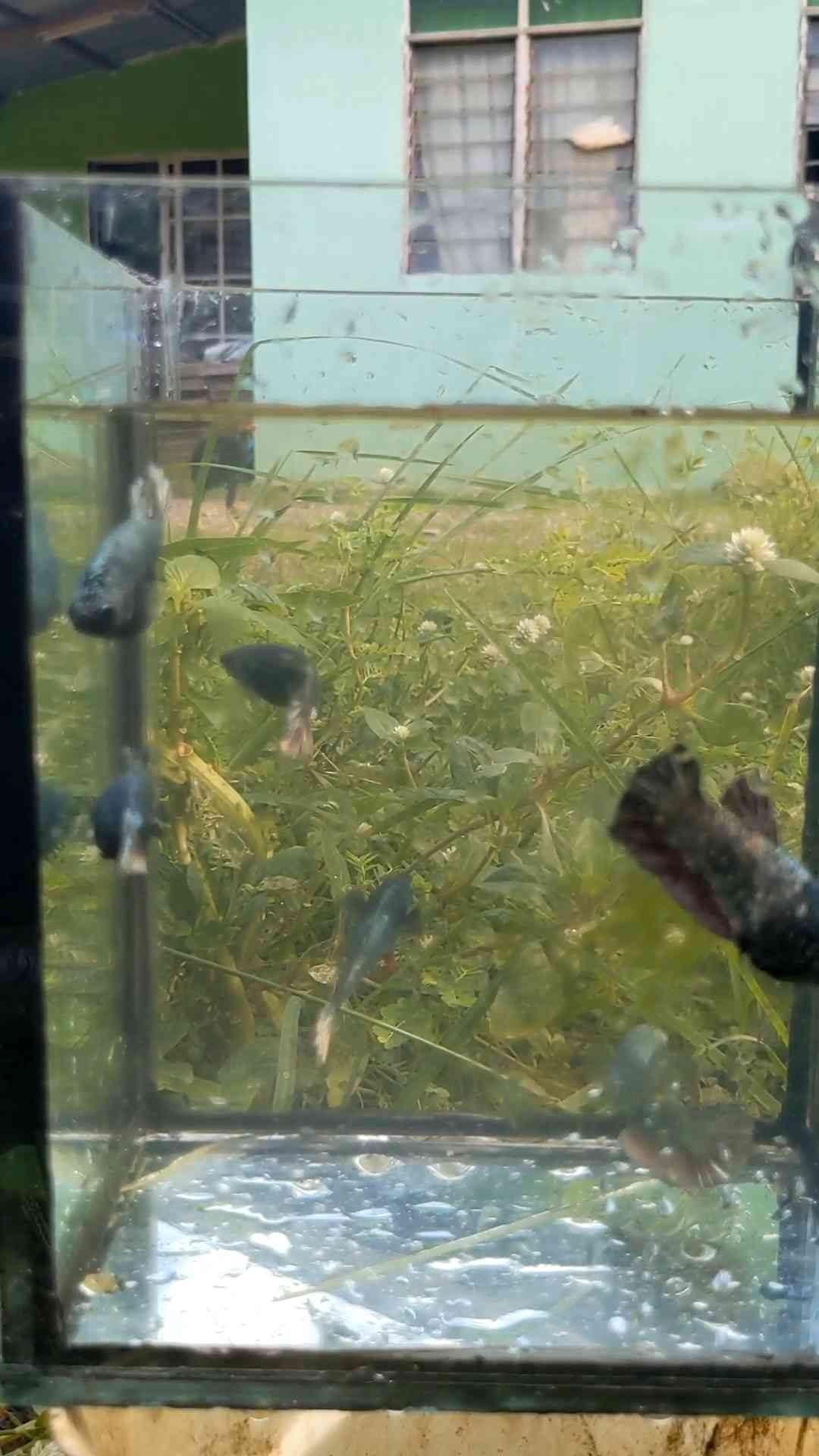 Ikan Laga Cooper/Betta Fish Cooper Female (Random Pick)By Homiesz Farm ...