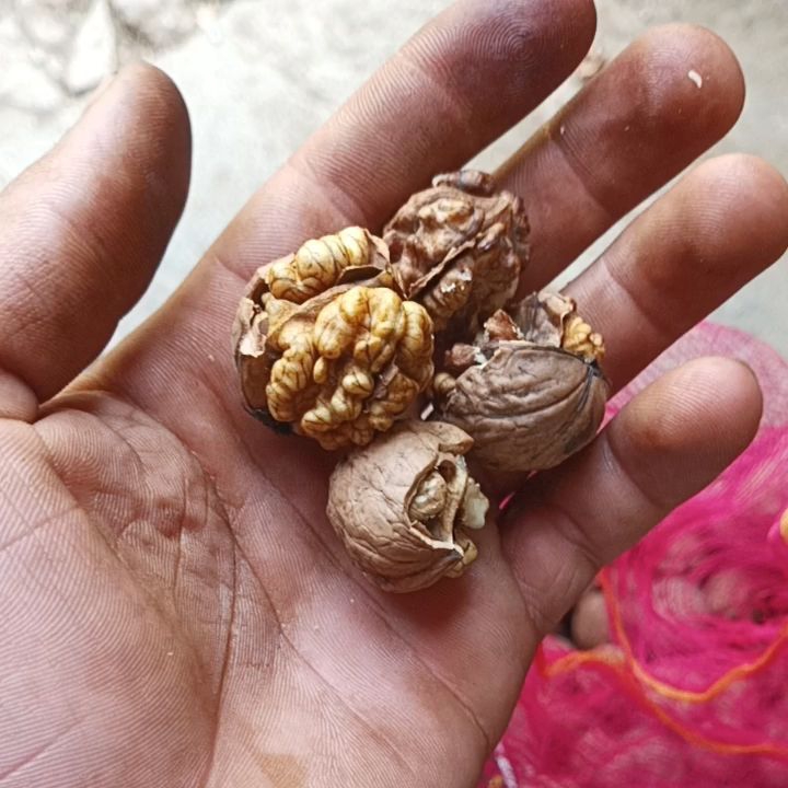 walnut | Daraz.pk: Buy Online at Best Prices in Pakistan | Daraz.pk