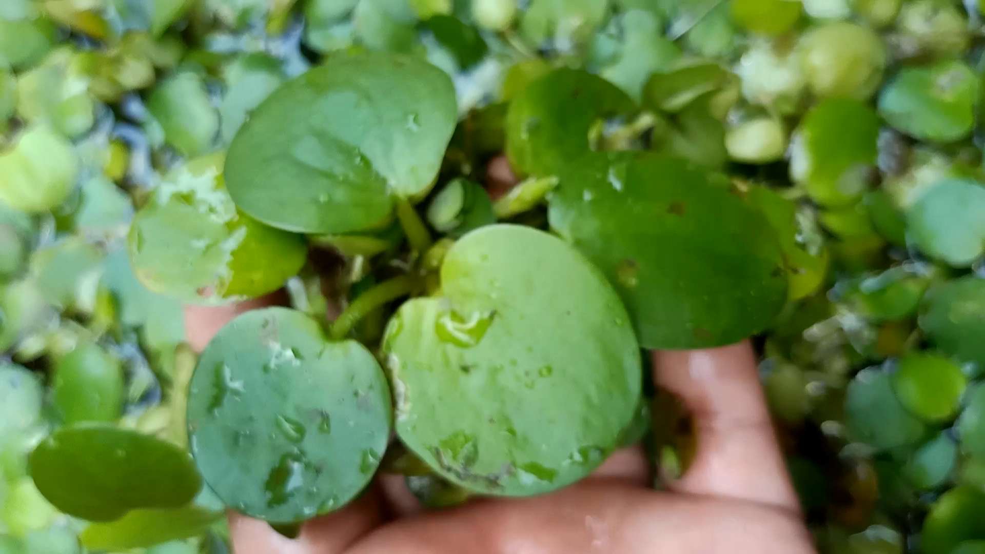 Amazon frogbit tanaman air (10 tangkai) | Lazada Indonesia