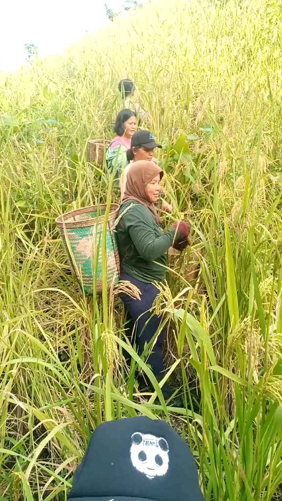 JUAL BENIH BIBIT PADI HUMA / PADI DARAT KUALITAS SUPER / BERAT = 1 KG ...