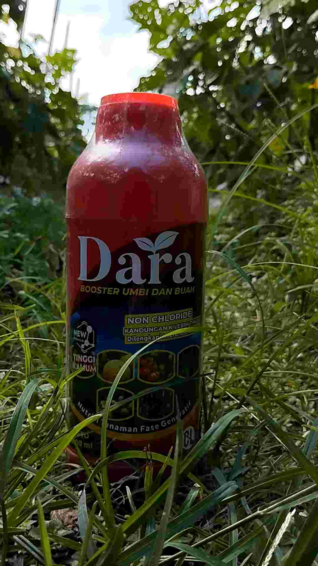 Dara Pupuk Cabai Booster Organik Pelebat Cabe Terbaik perangsang bunga ...