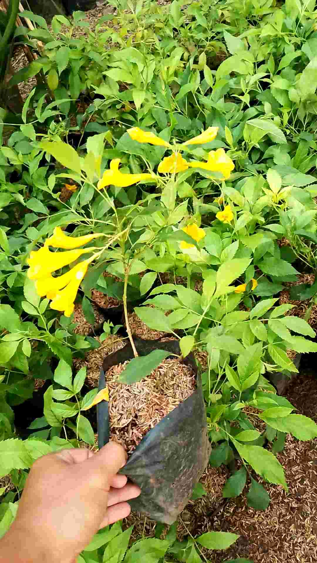 ( BISA COD )Tanaman Hias Bunga Tecomaria Bunga Kuning Tinggi 40-60cm ...