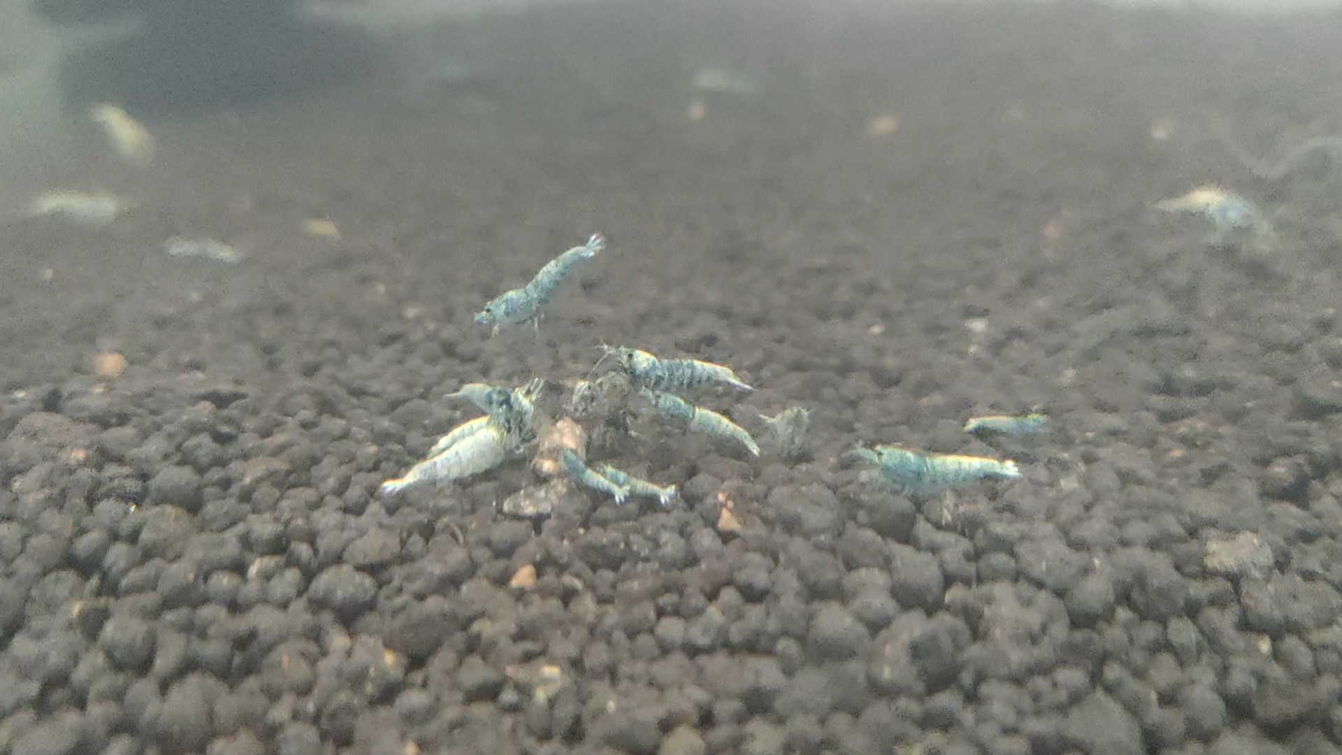 Blue Bolt Caridina 5ekor 1cm+- live shrimp | Lazada