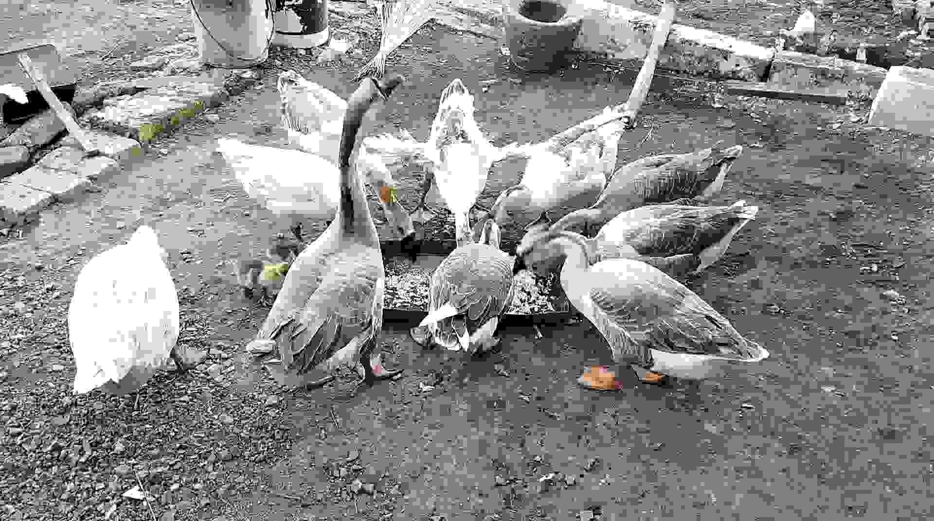 TELUR ANGSA SOANG FRESH FERTIL UNTUK DI KONSUMSI/DI TETASKAN | Lazada ...