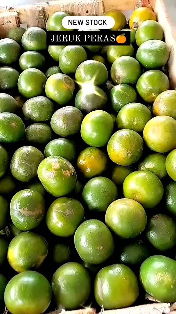 Jeruk Sonkit 1 Kg / Jeruk Lemon Cui / Jeruk kunci / Jeruk Peras Kasturi ...