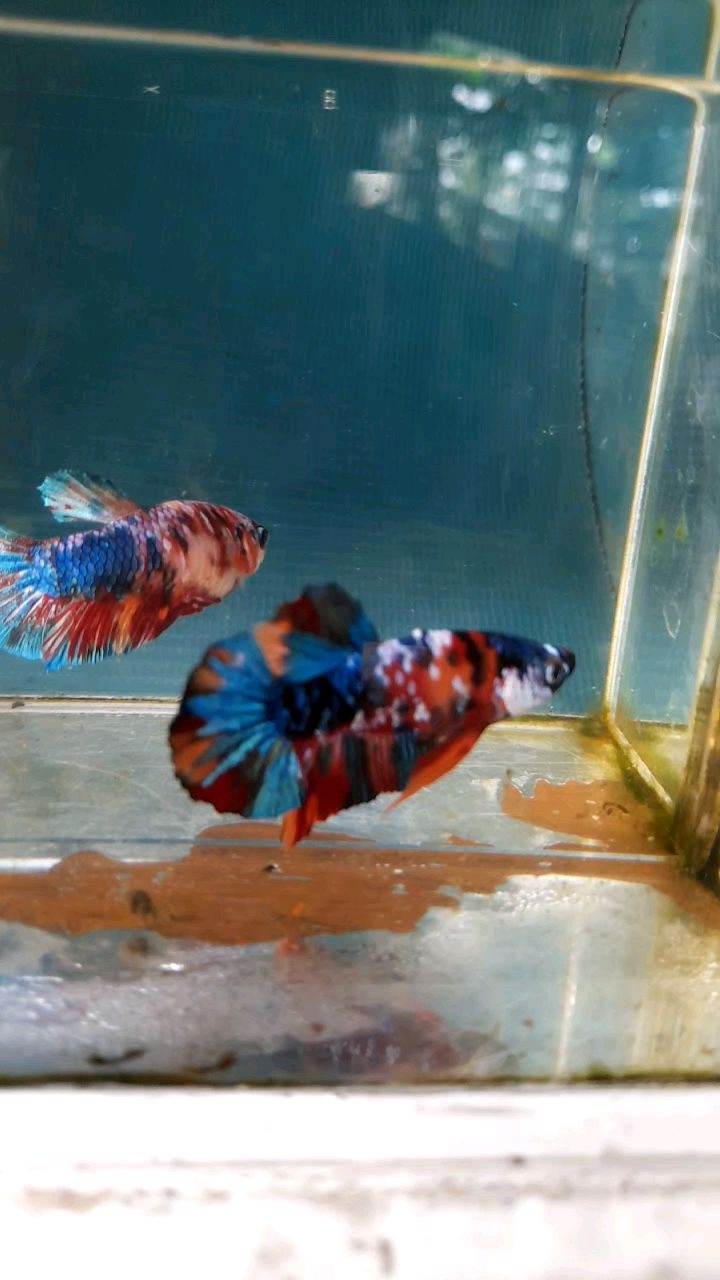 ikan cupang multicolour balance | Lazada Indonesia