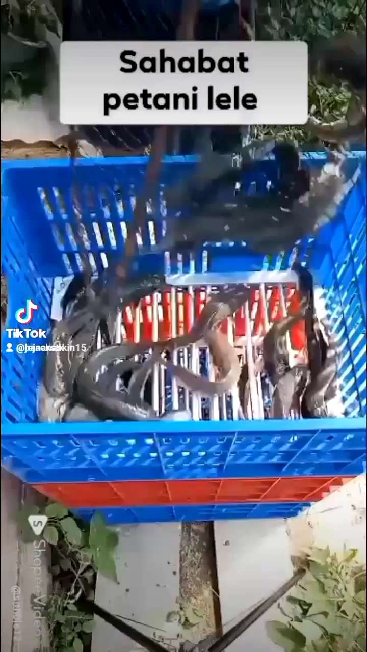 Alat sortir ikan lele sistem ALUMUNIUM ukuran KONSUMSI | Lazada Indonesia